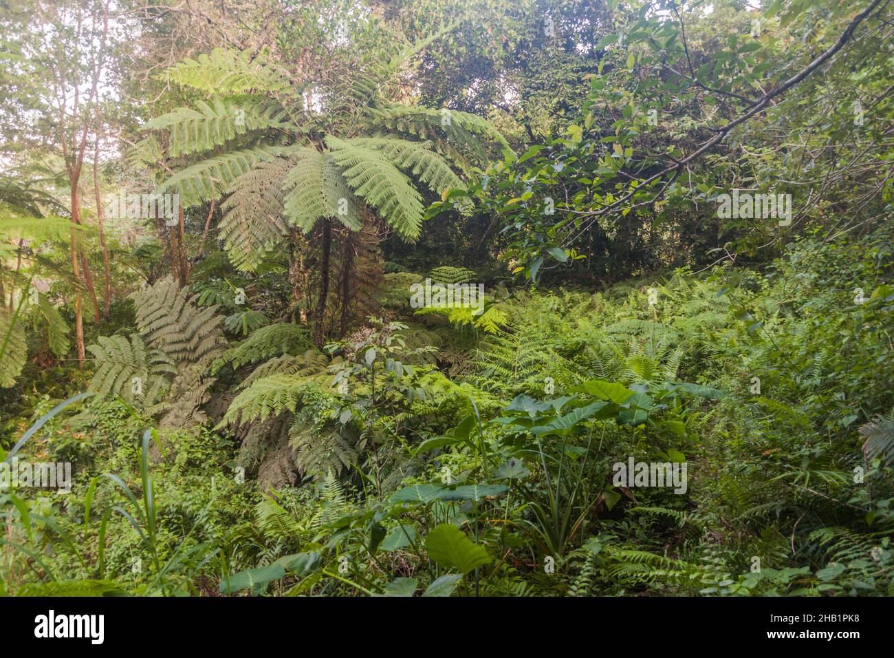 Vegetation on slopes mount hi-res stock photography and images - Alamy
