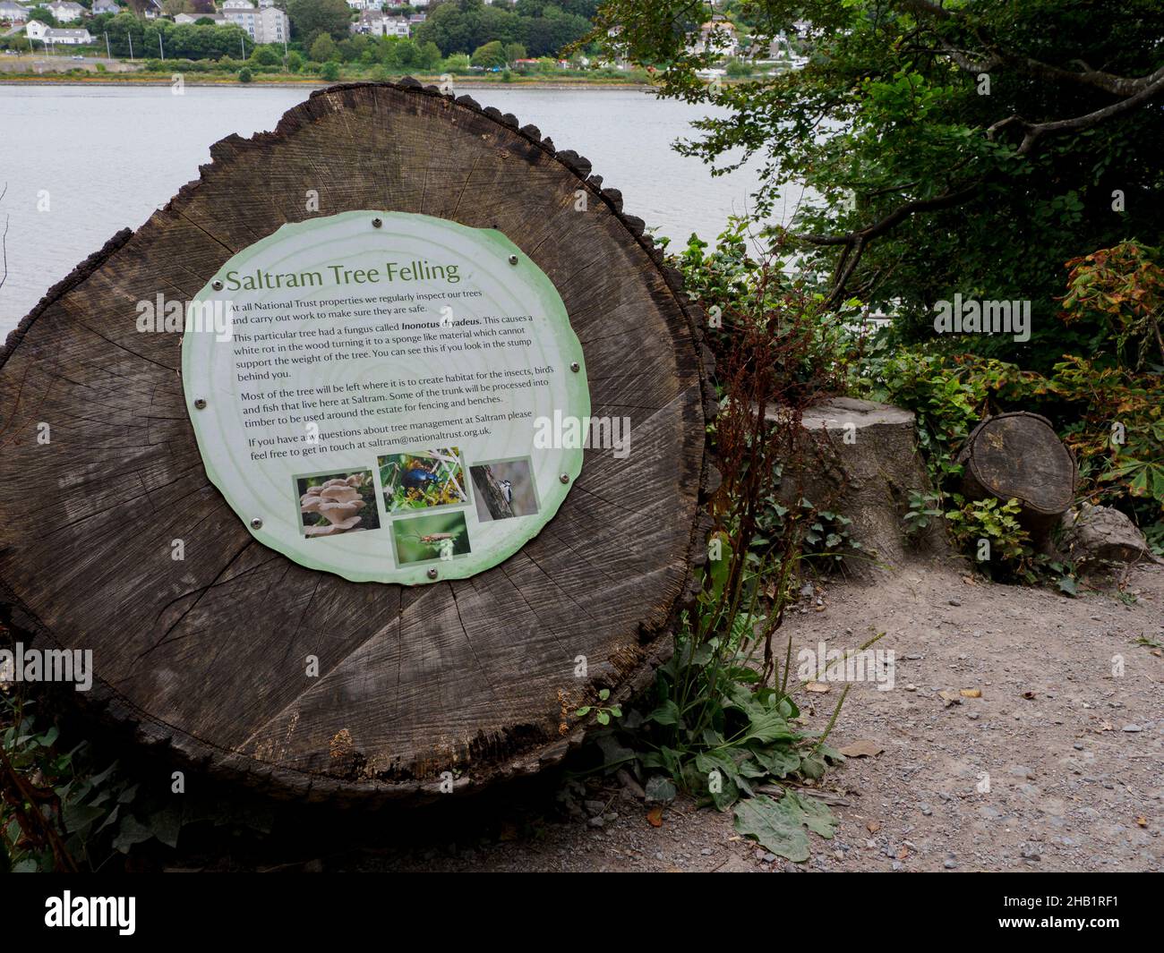 Tree felled because of fungus and left to create a habitat for insects ...