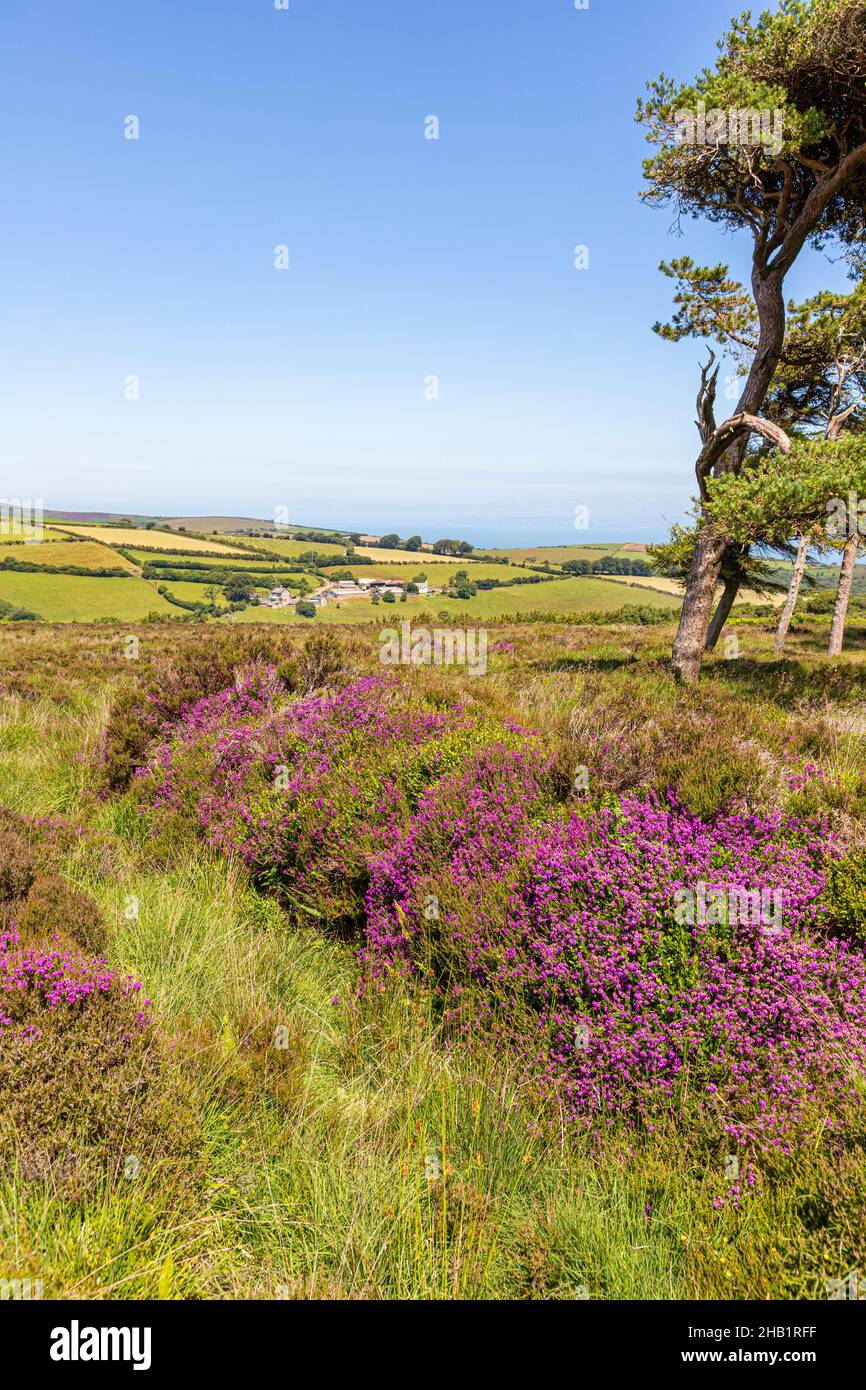Heather peace hi-res stock photography and images - Alamy