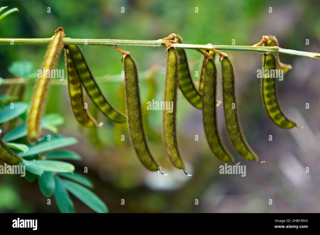 Leguminous hi-res stock photography and images - Alamy