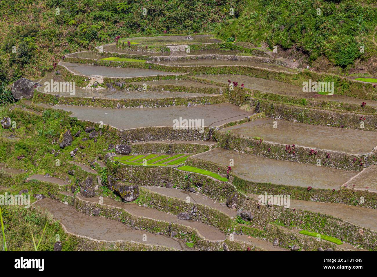Rice terraces near Banaue, Luzon island, Philippines Stock Photo - Alamy
