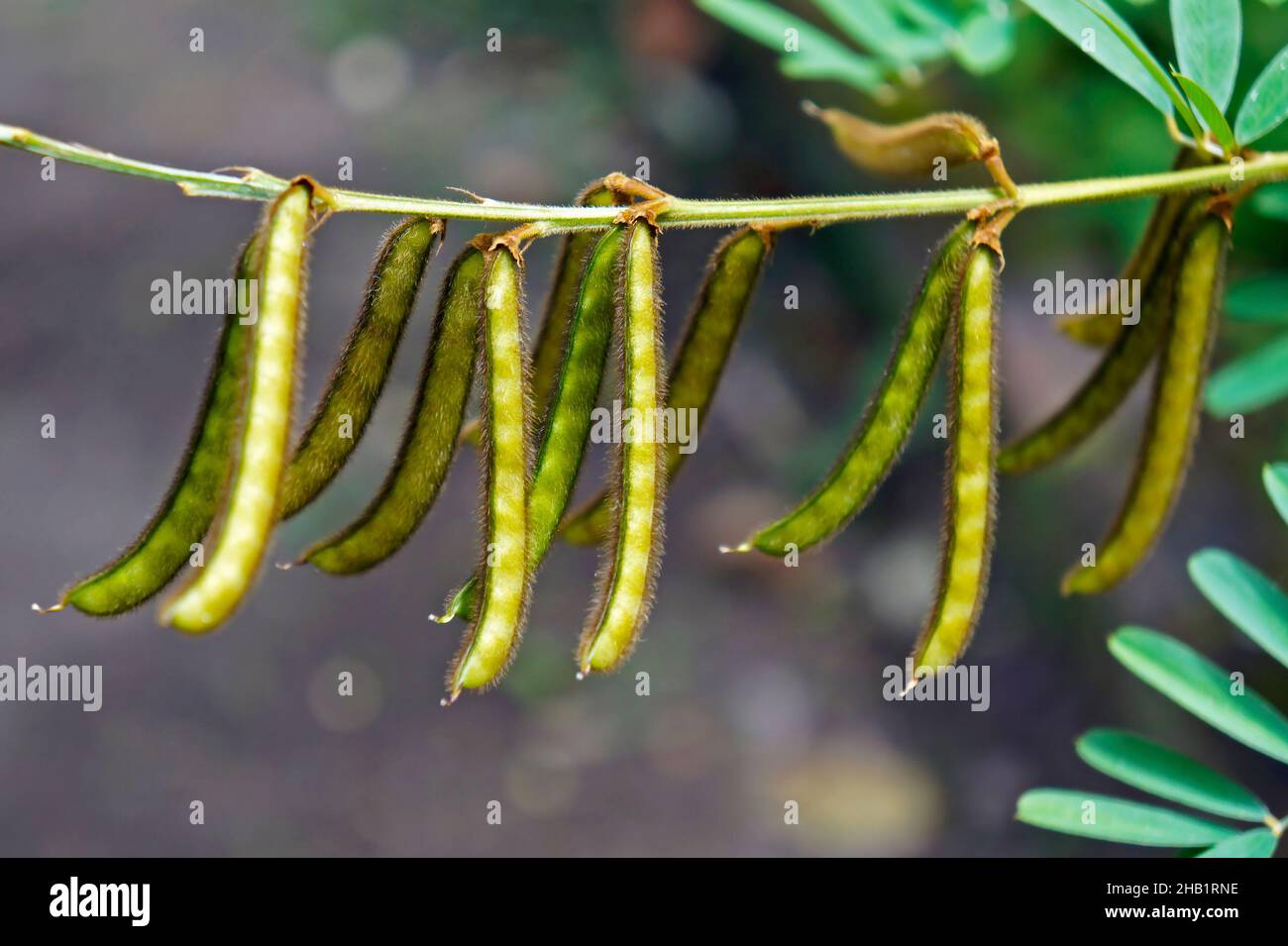 Leguminous hi-res stock photography and images - Alamy