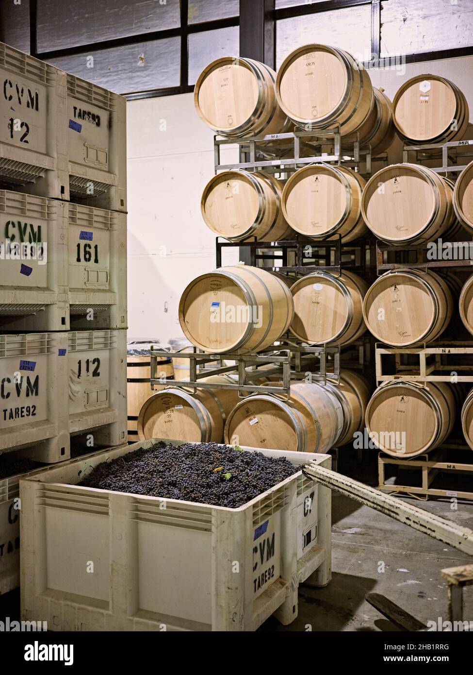 Wine barrels stacked for fermentation, grapes await destemming Stock ...