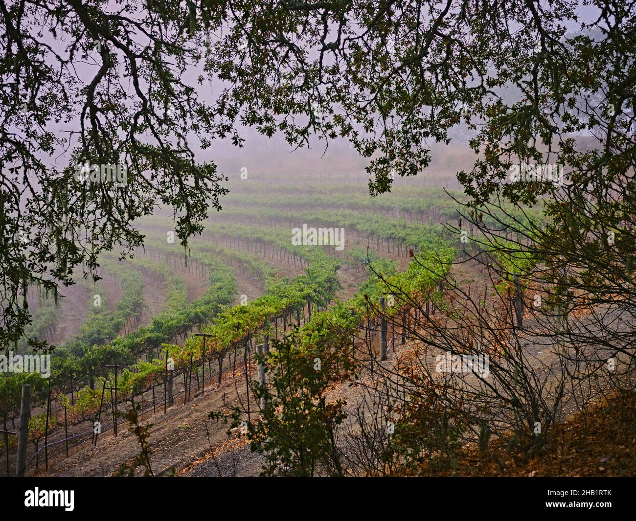 A terraced vineyard seen through oak trees Stock Photo - Alamy