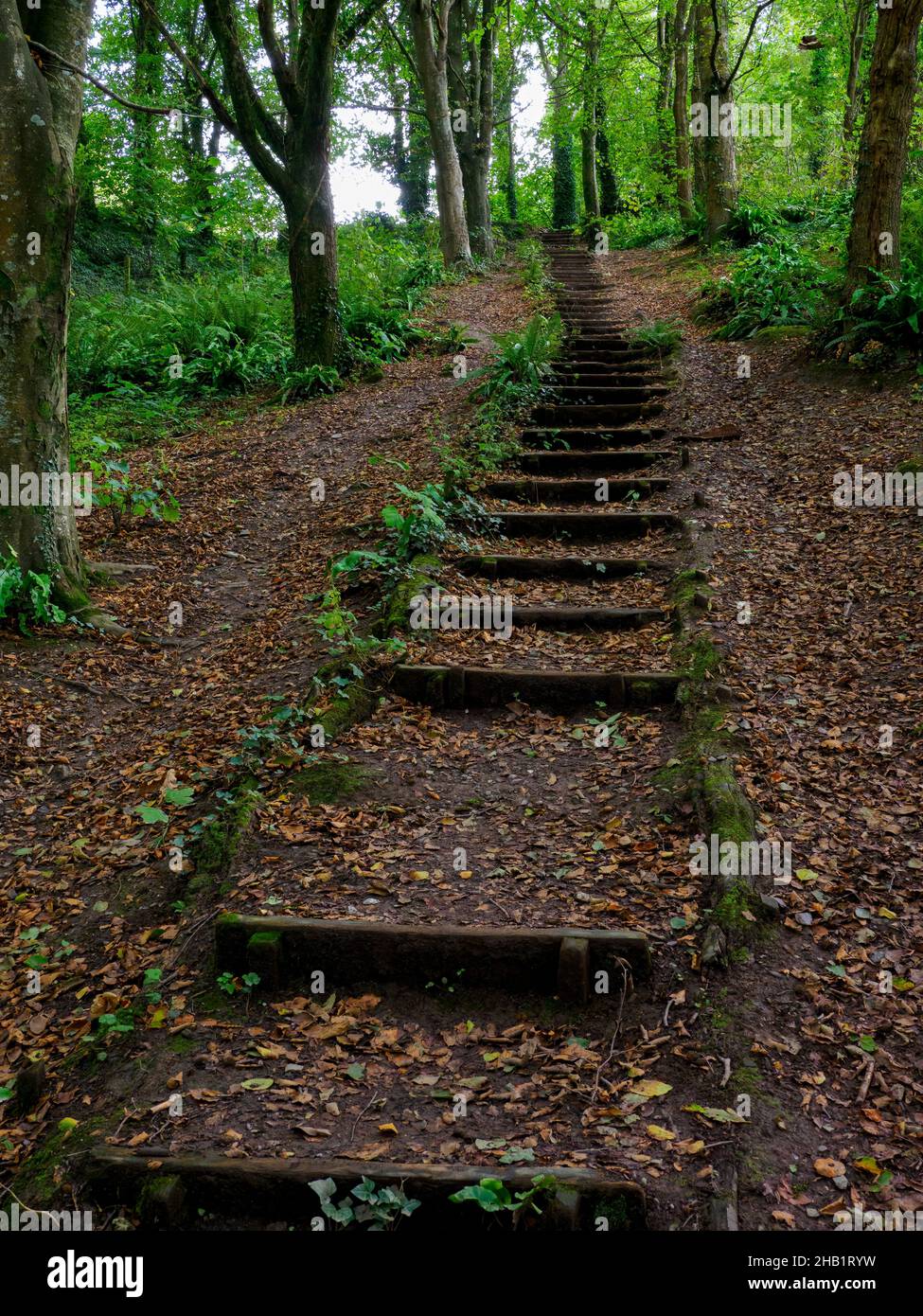 Woodland steps, UK Stock Photo - Alamy