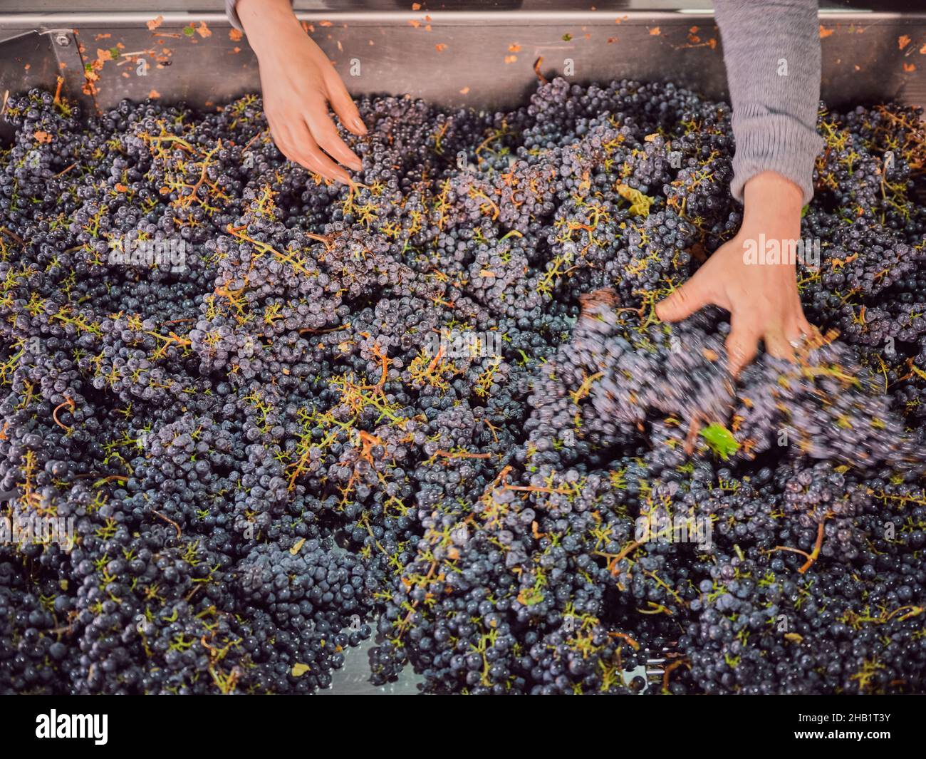 A winemaker sorts grapes by hand in a wine processing facility Stock ...