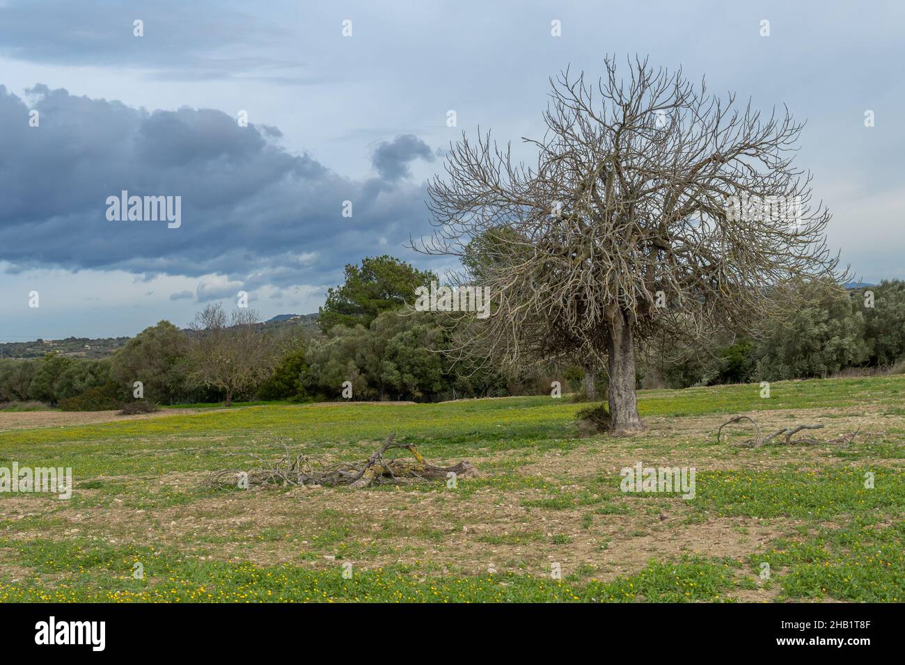 Fig tree spain europe hi-res stock photography and images - Alamy