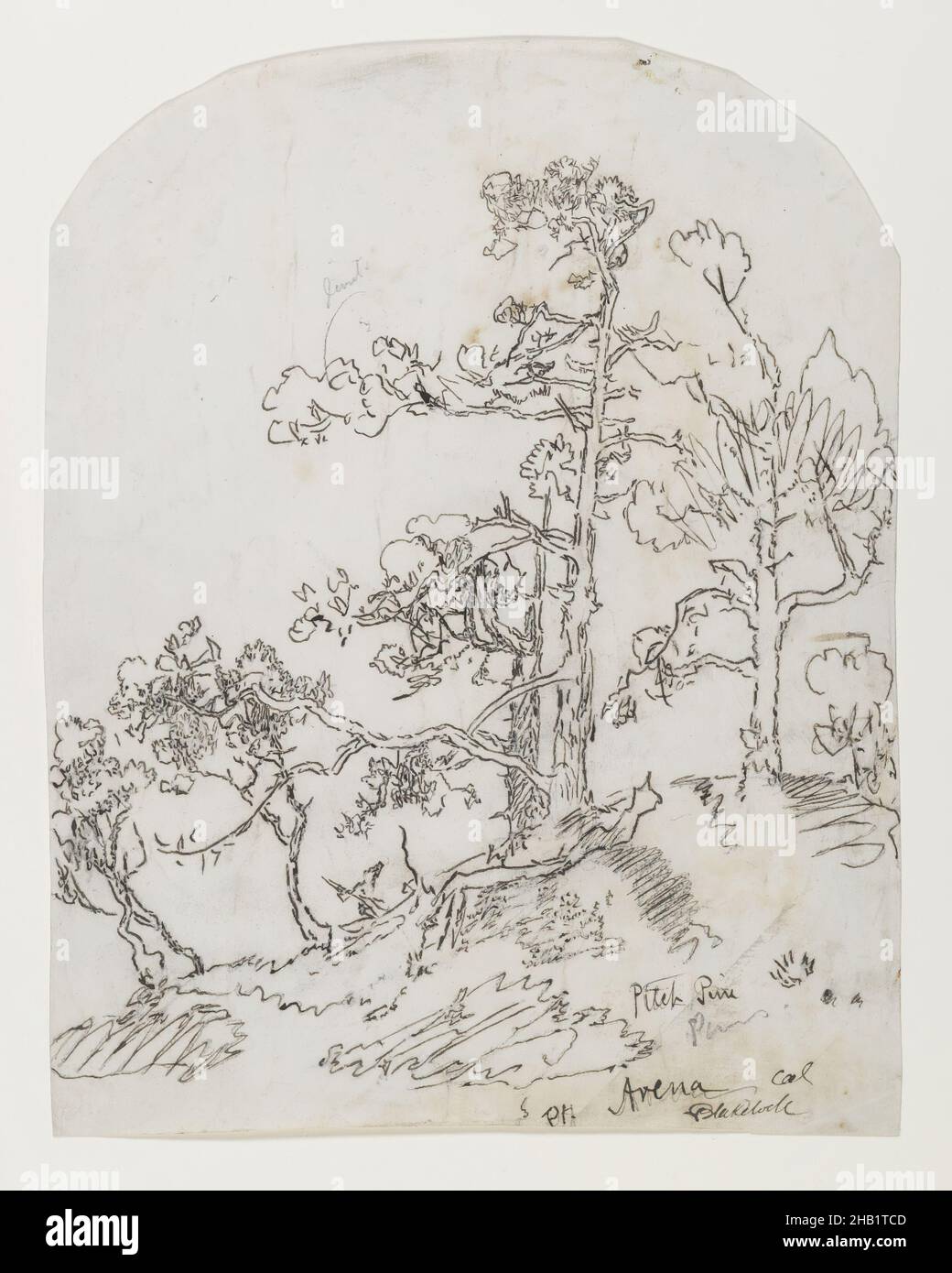 Pitch Pine, Point Arena, California, Ralph Albert Blakelock, American ...