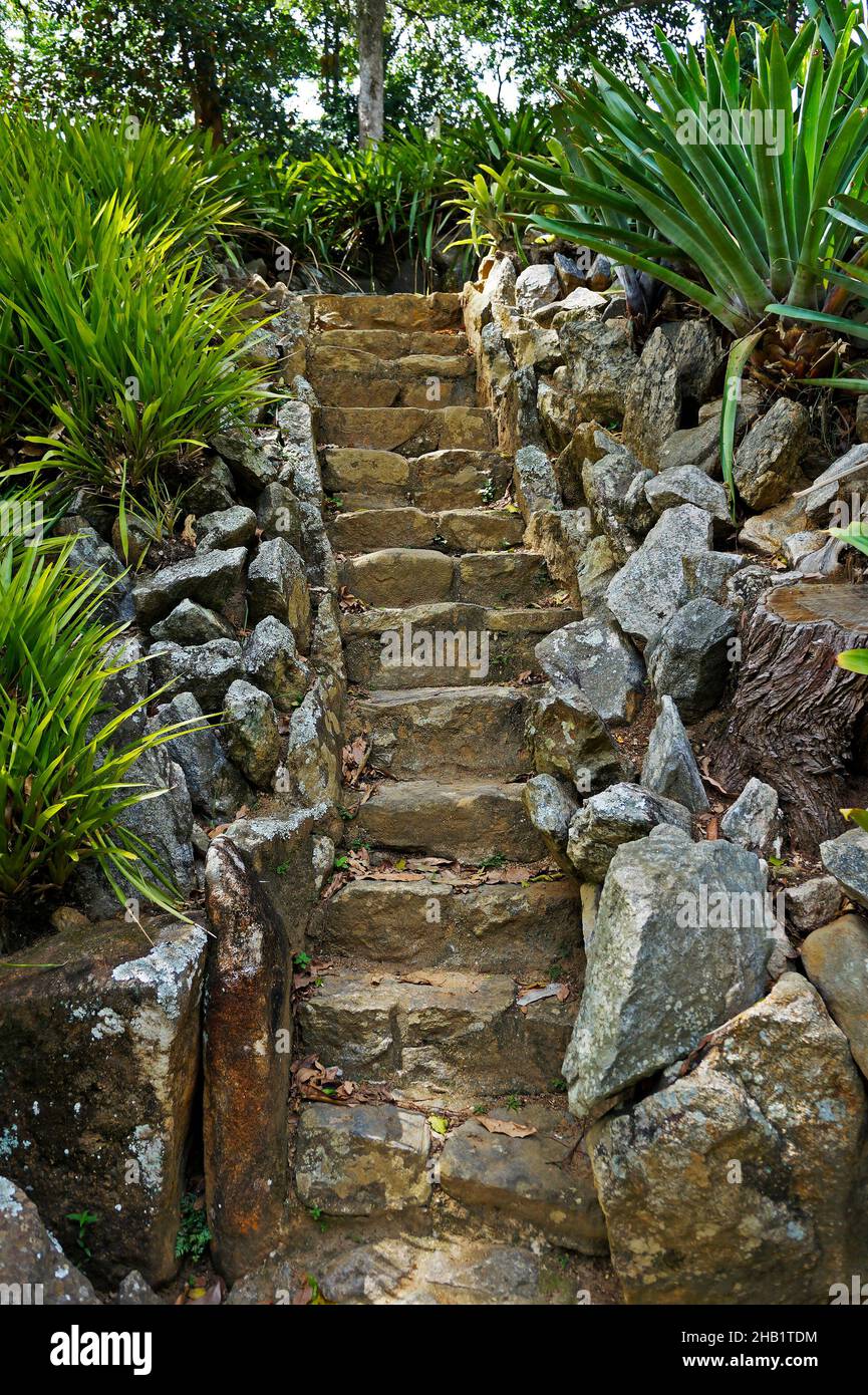 Woodland footpath in Rio, Brazil Stock Photo - Alamy