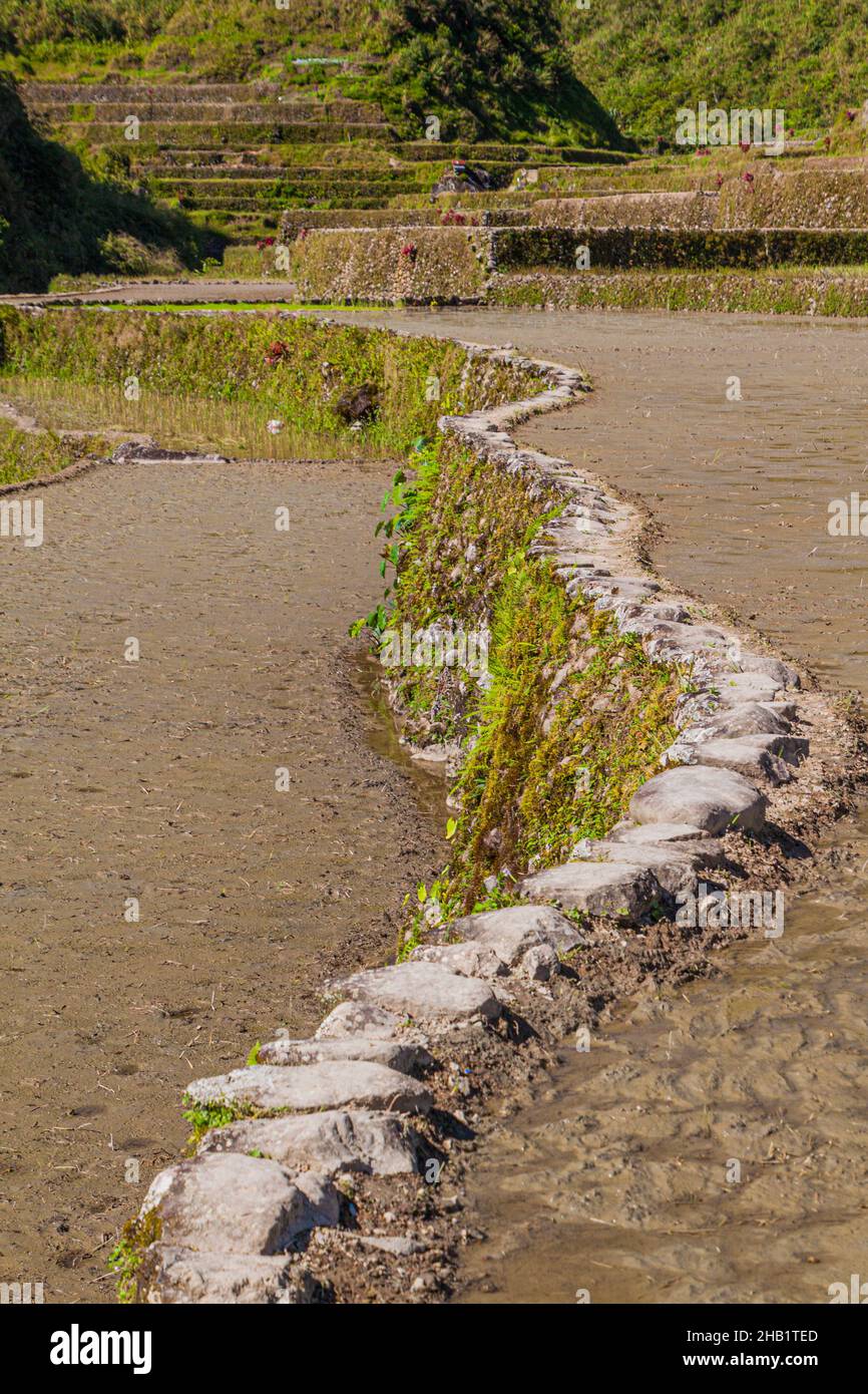 Rice terraces near Banaue, Luzon island, Philippines Stock Photo - Alamy