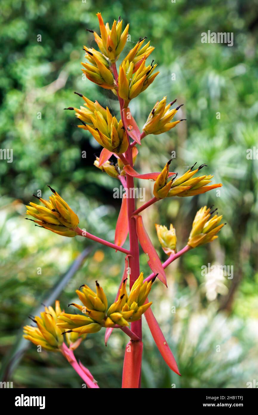 Bromeliad inflorescence on tropical rainforest Stock Photo - Alamy