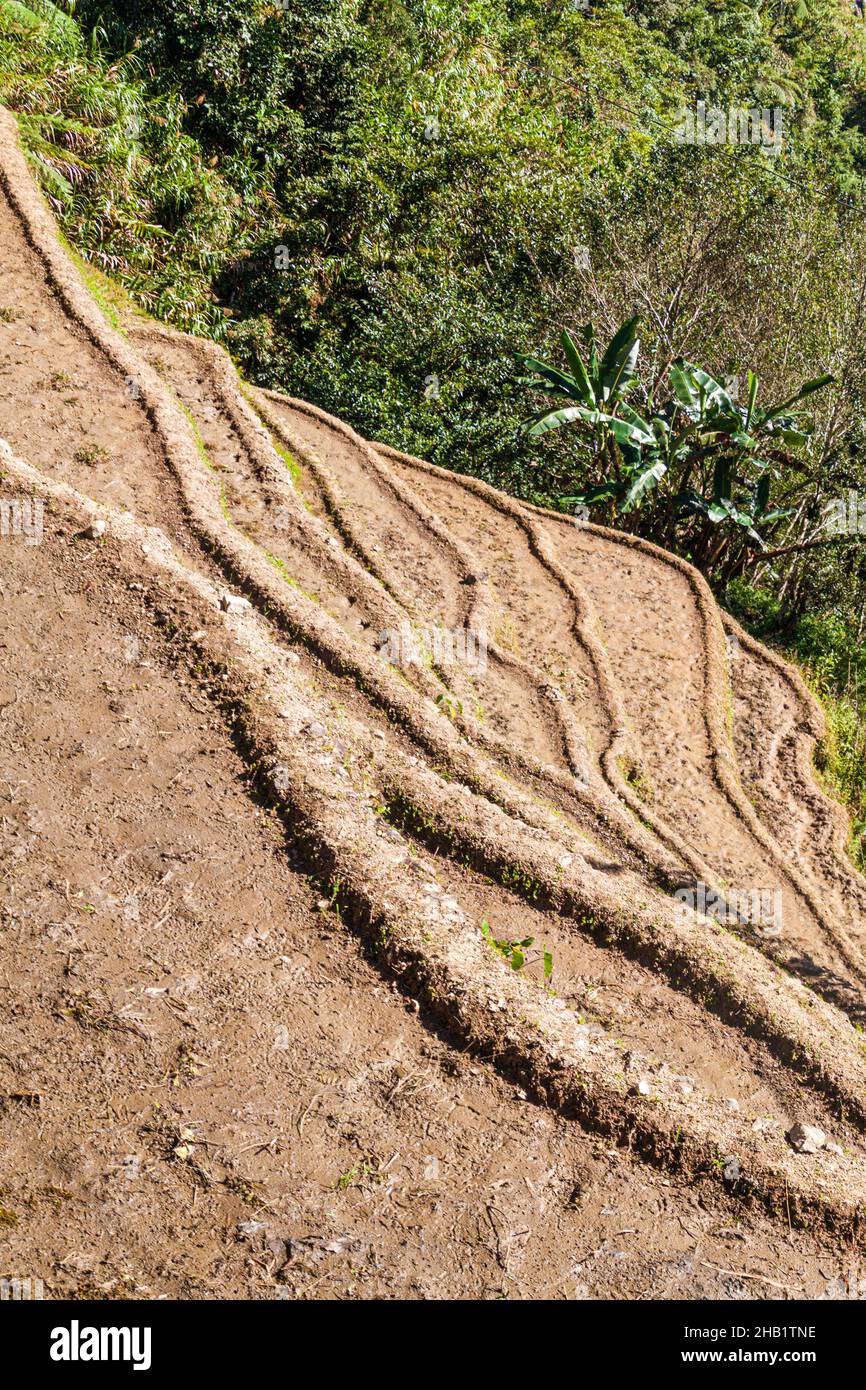 Rice terraces near Banaue, Luzon island, Philippines Stock Photo - Alamy
