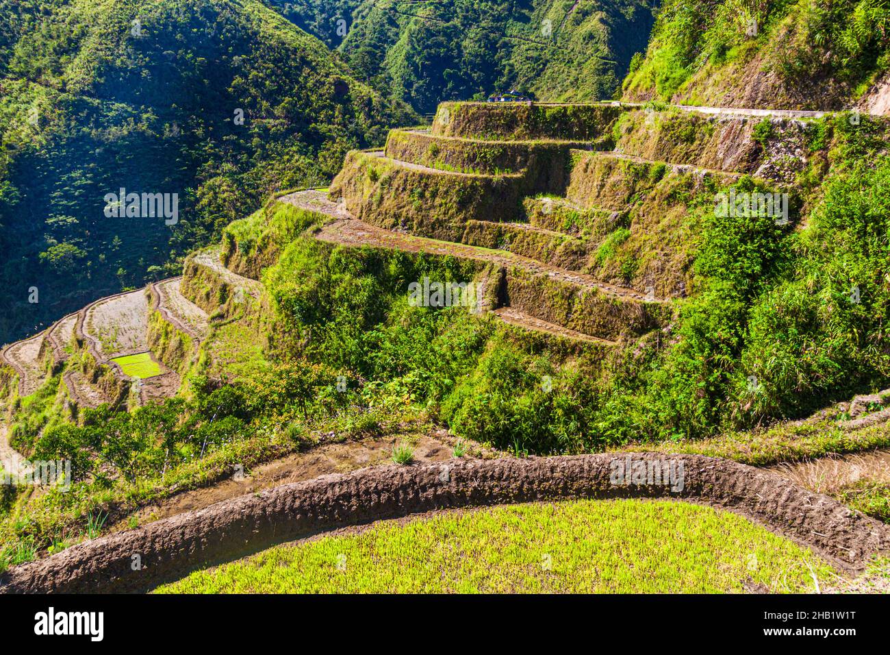 Rice terraces near Banaue, Luzon island, Philippines Stock Photo - Alamy