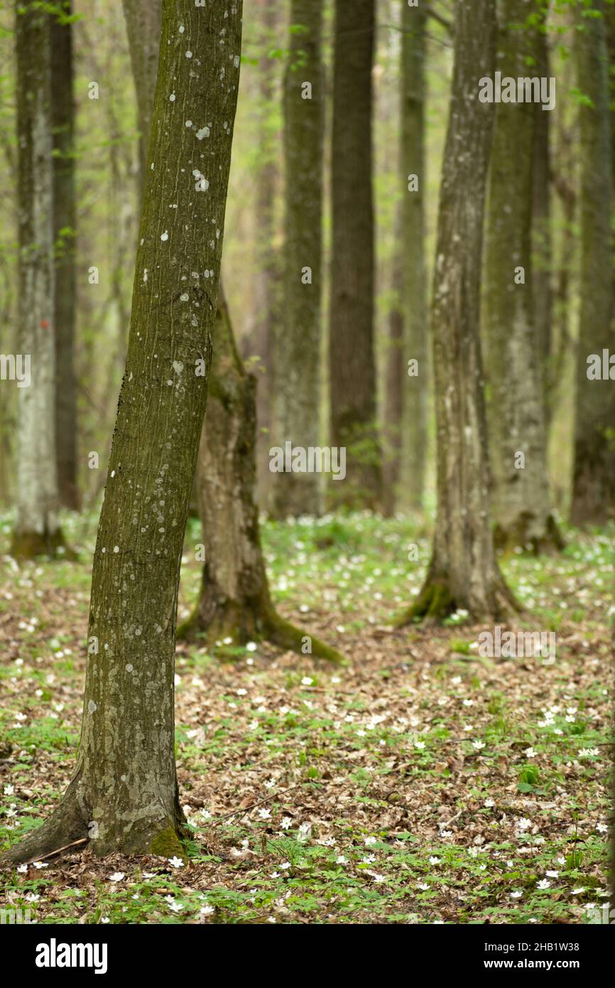 Large tall tree trunks hi-res stock photography and images - Alamy