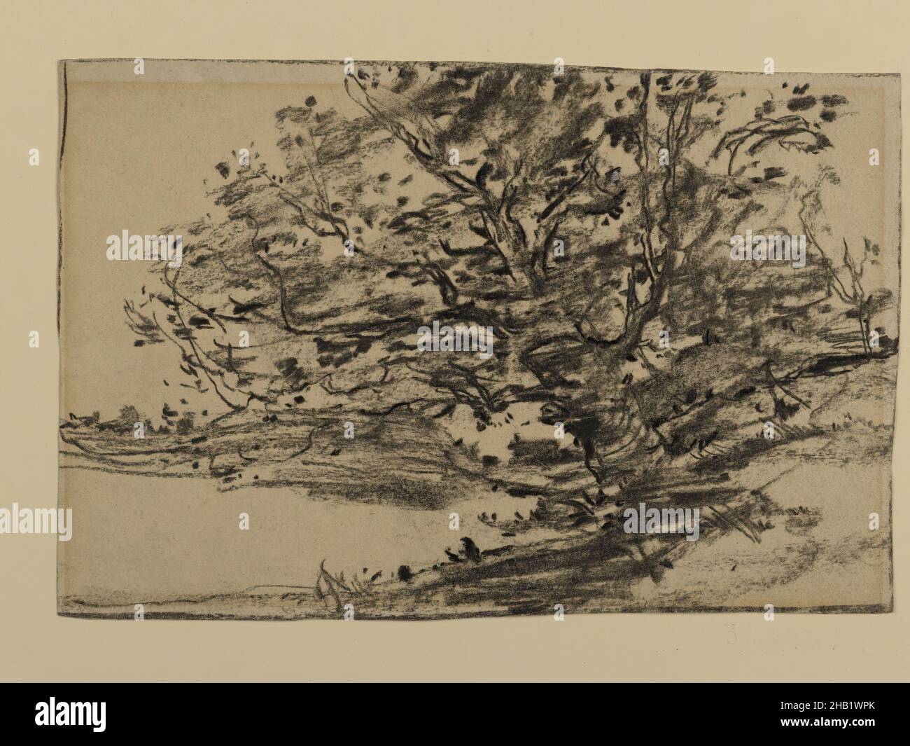 Study of Trees, Joseph Frank Currier, American, 1843-1909, Charcoal on ...