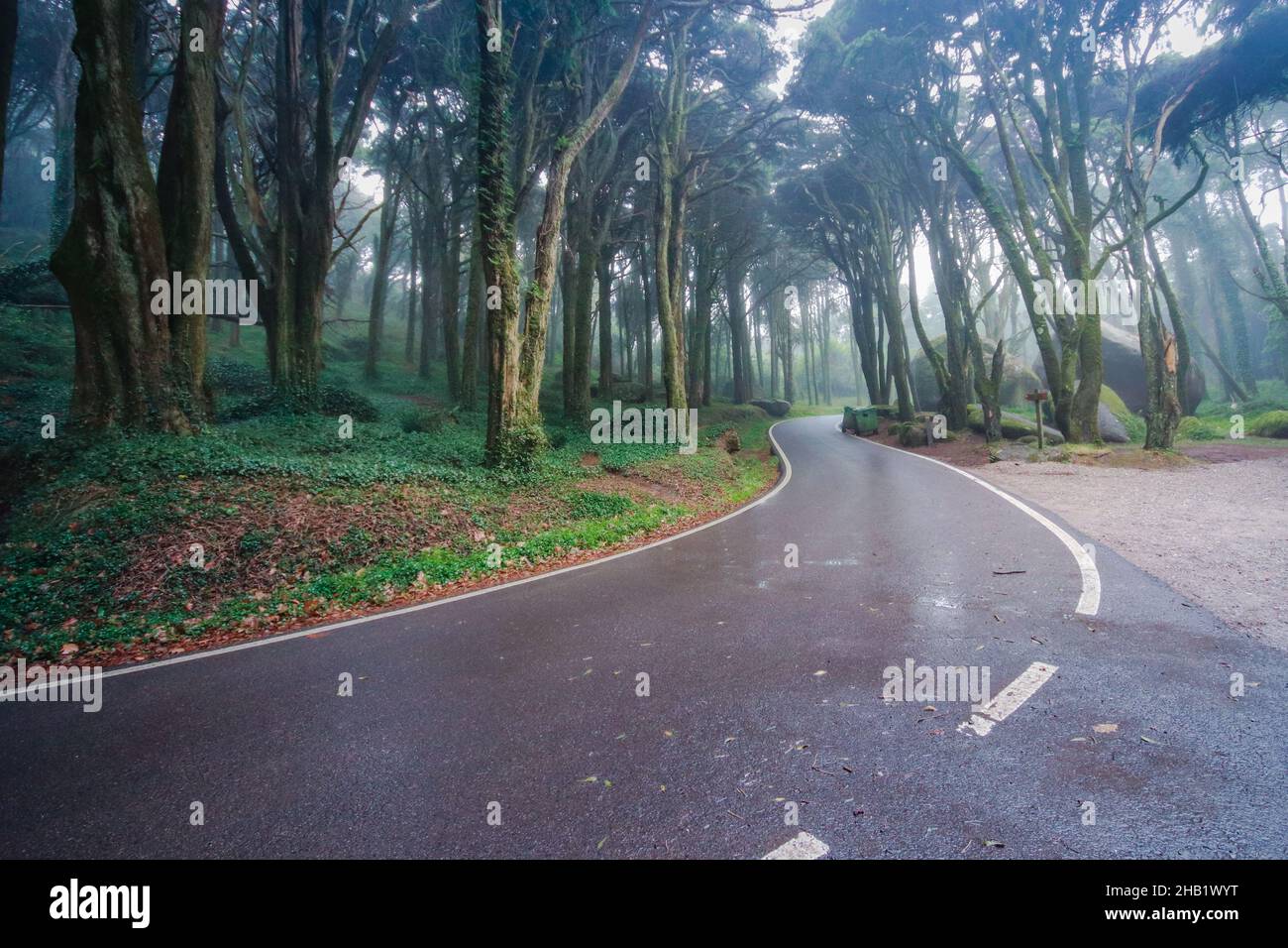 Road in a forest covered with mist Stock Photo - Alamy