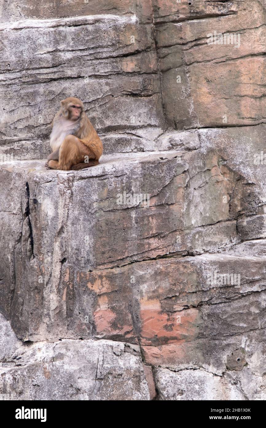Monkey boss on a rocky mountain Stock Photo - Alamy