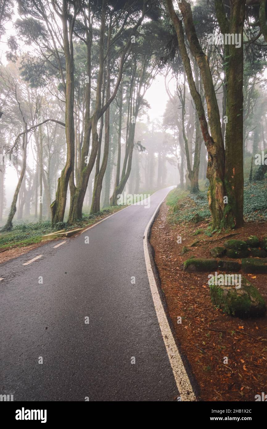 Road in a forest covered with mist Stock Photo - Alamy