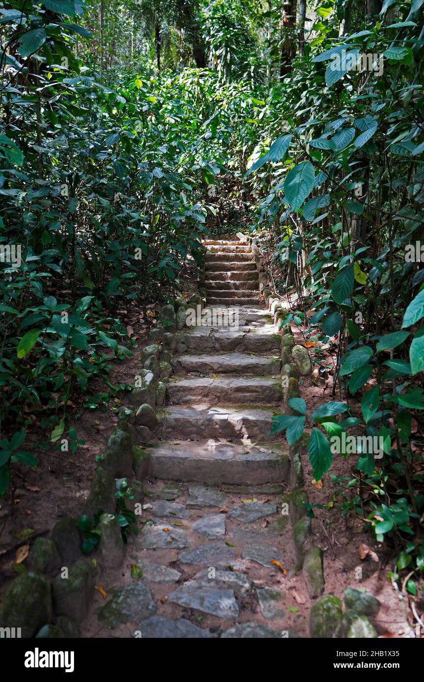 Woodland stairs hi-res stock photography and images - Alamy