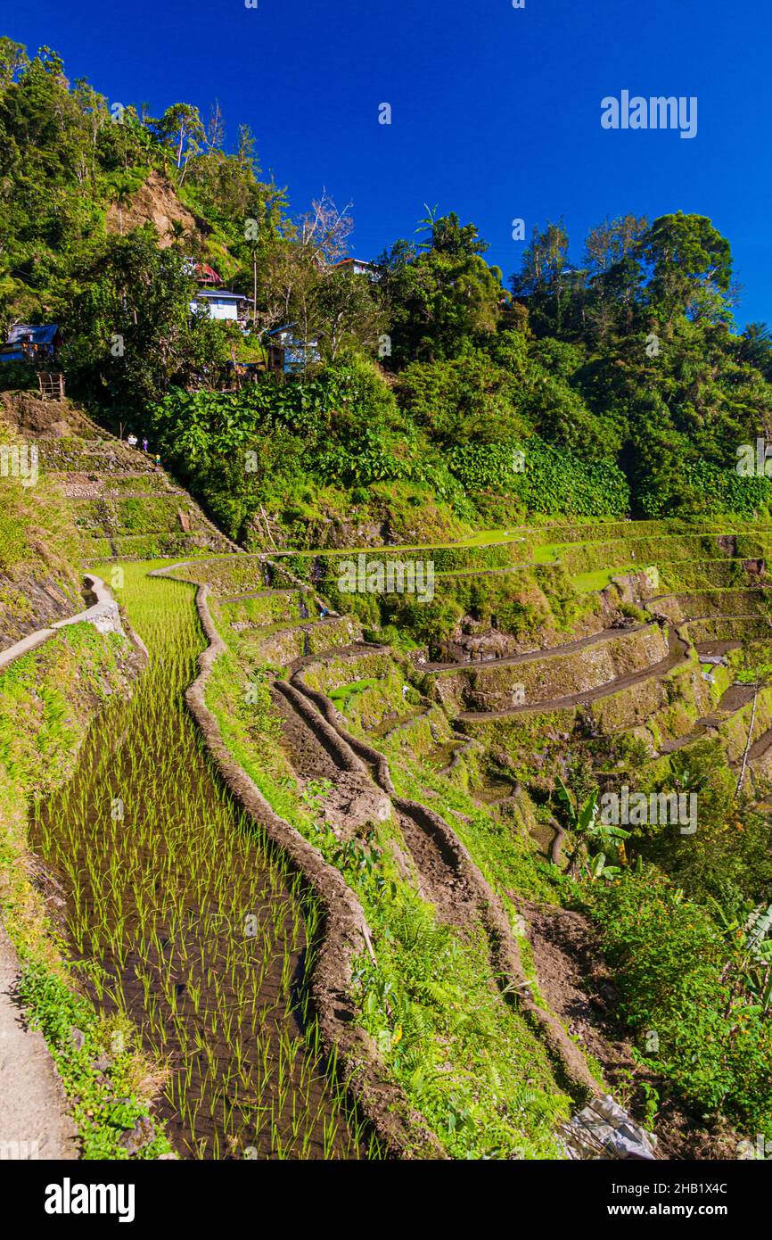 Ifugao rice terraces on Luzon island, Philippines Stock Photo - Alamy