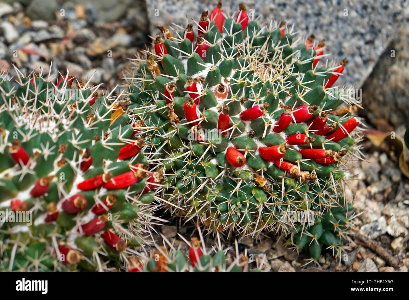 Texas nipple cactus fruits (Mammillaria prolifera Stock Photo - Alamy