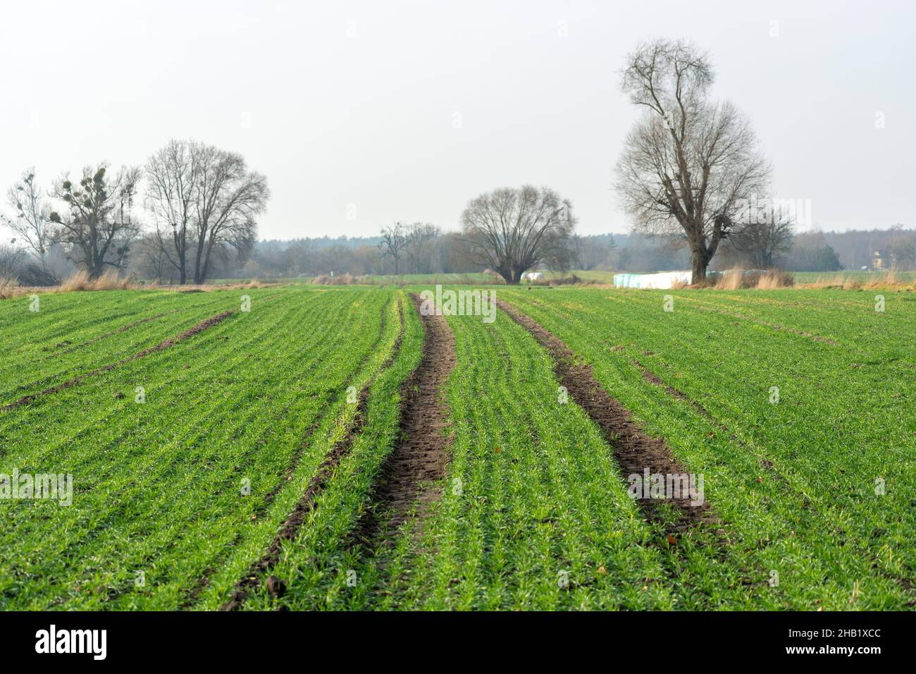 Grain plant hi-res stock photography and images - Alamy