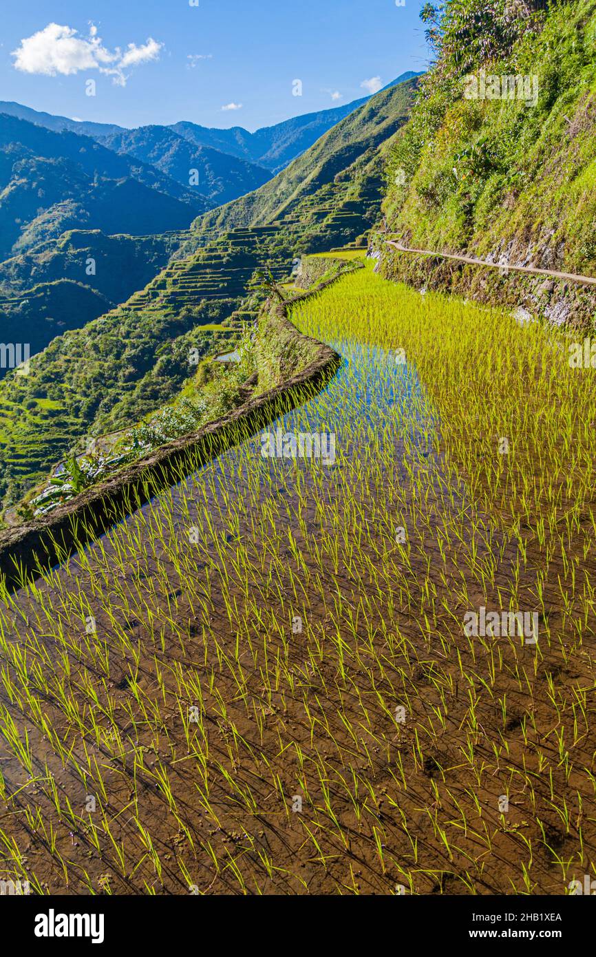 Ifugao rice terraces on Luzon island, Philippines Stock Photo - Alamy