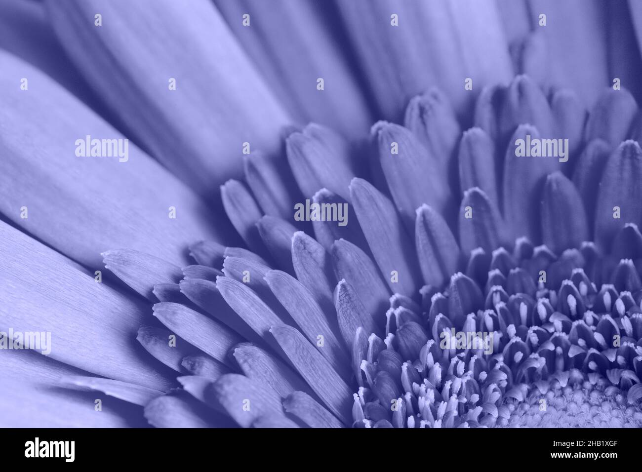 Violet gerbera close up. Trendy color very peri in the 2022 year ...