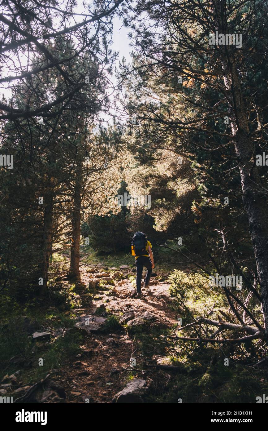 Back view of a young hiker getting up the mountain through the forest ...