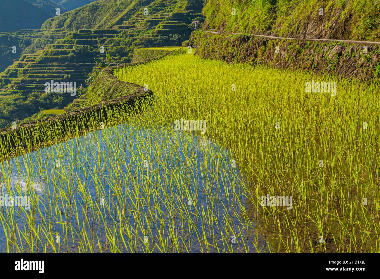 Ifugao rice terraces on Luzon island, Philippines Stock Photo - Alamy