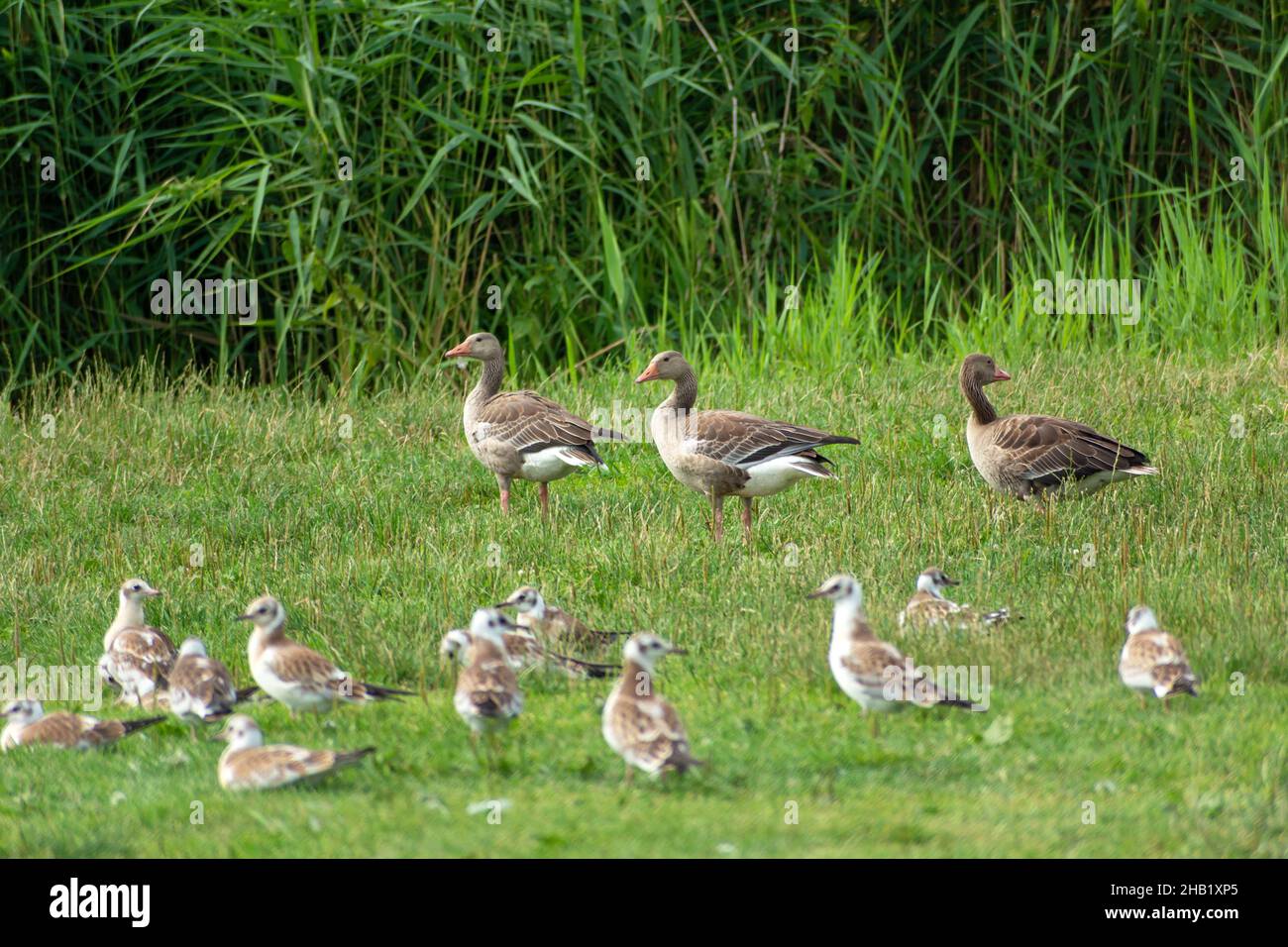 Animal goose hi-res stock photography and images - Alamy