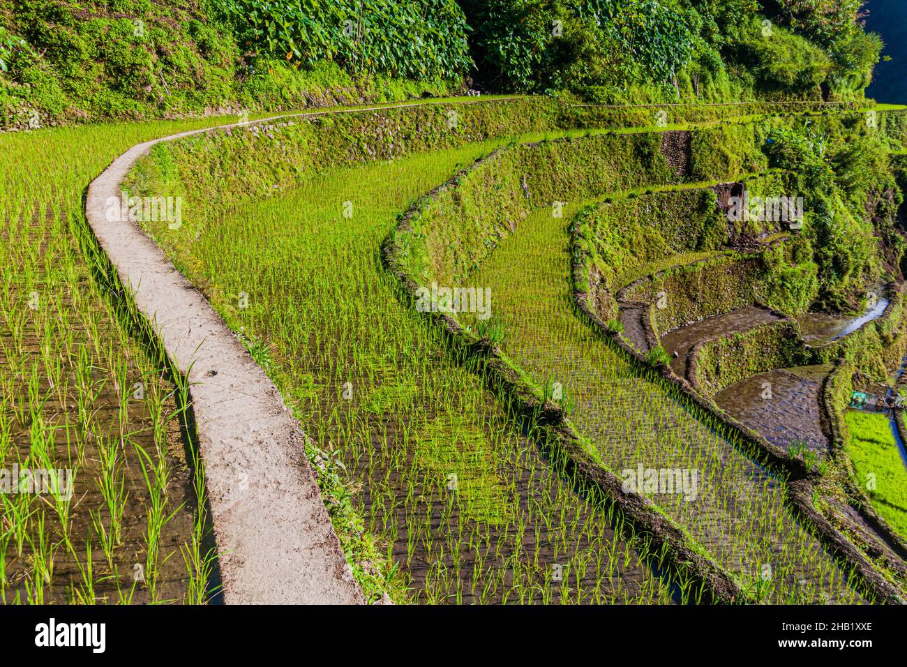 Ifugao rice terraces on Luzon island, Philippines Stock Photo - Alamy