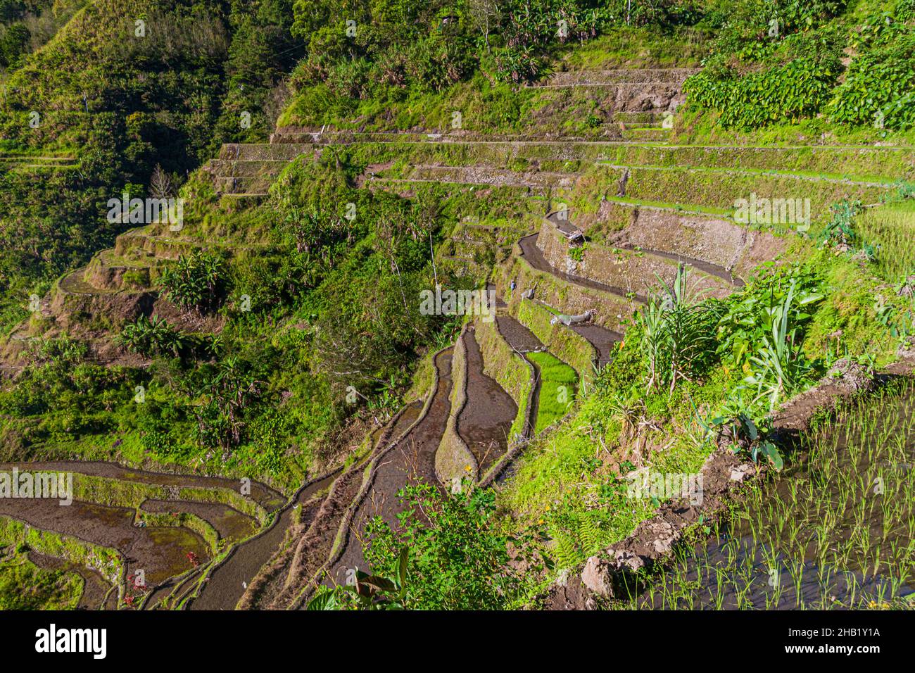Ifugao rice terraces on Luzon island, Philippines Stock Photo - Alamy