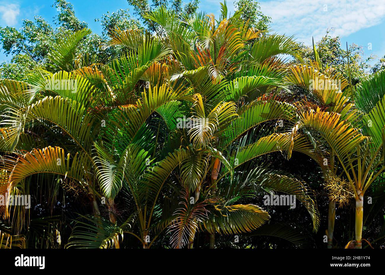 Butterfly palm leaves (Dypsis lutescens), Tiradentes, Minas Gerais ...