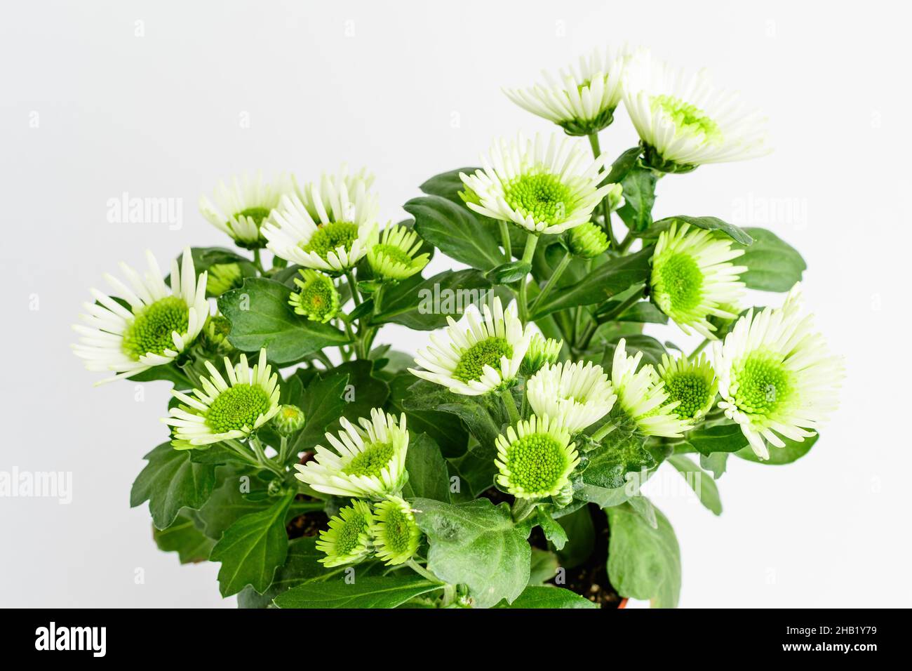 Pot mums hi-res stock photography and images - Alamy
