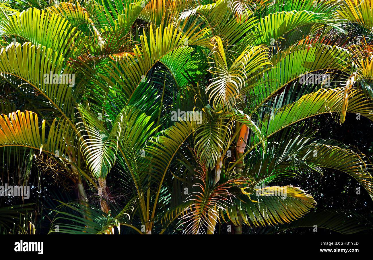 Butterfly palm leaves (Dypsis lutescens), Tiradentes, Minas Gerais ...