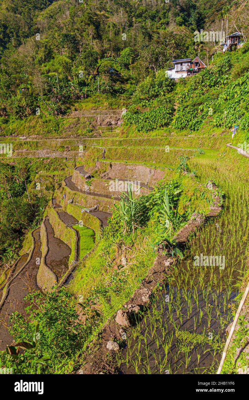 Ifugao rice terraces on Luzon island, Philippines Stock Photo - Alamy