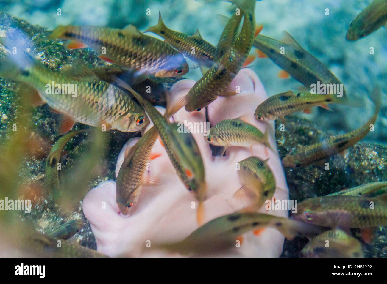 Red garra Garra rufa fish, also know as nibble fish cleaning a foot in ...