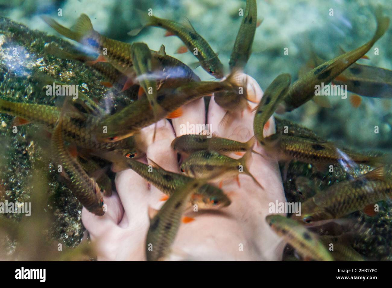 Red garra Garra rufa fish, also know as nibble fish cleaning a foot in ...