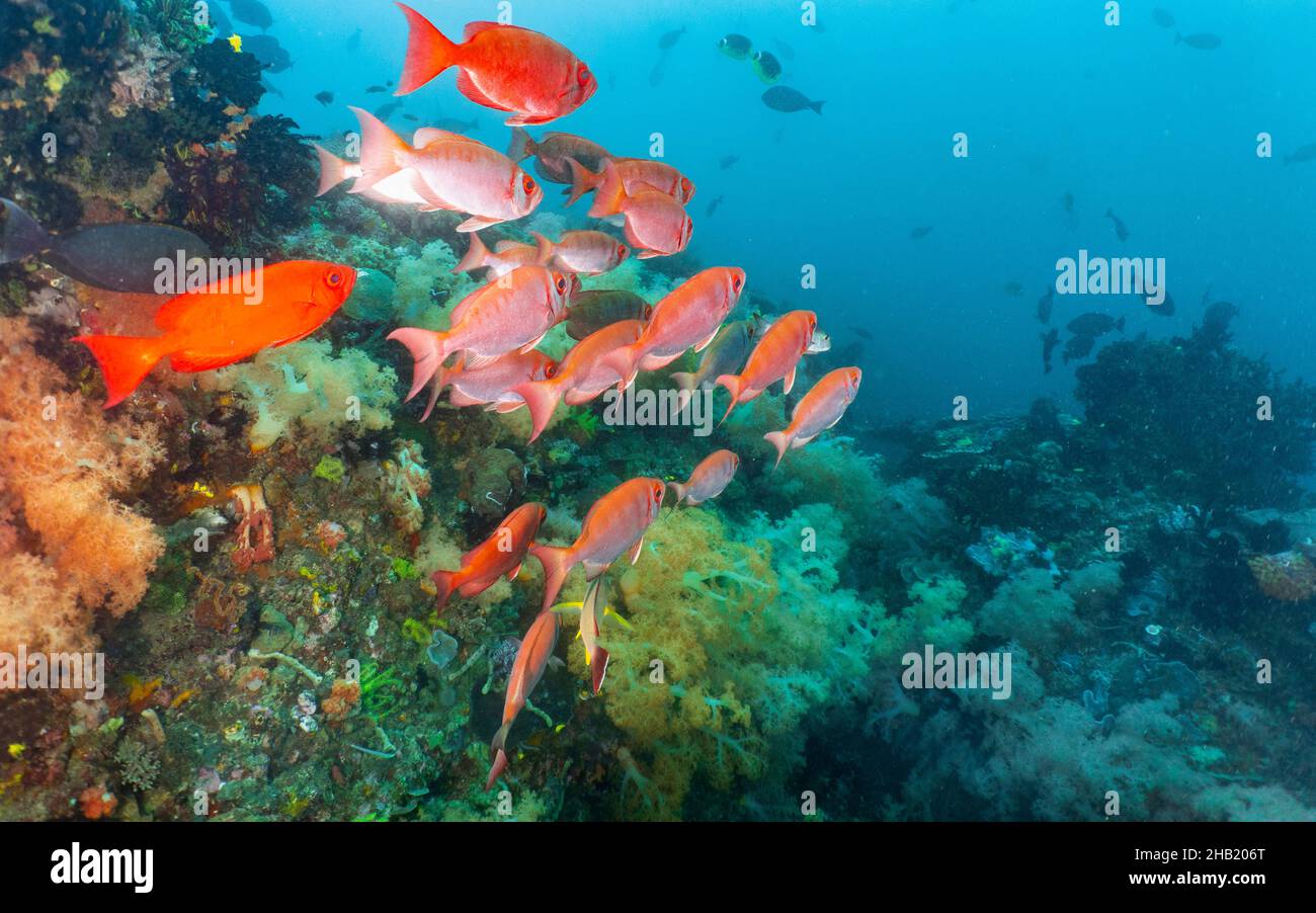a group of red snapper around Komodo Island Stock Photo - Alamy
