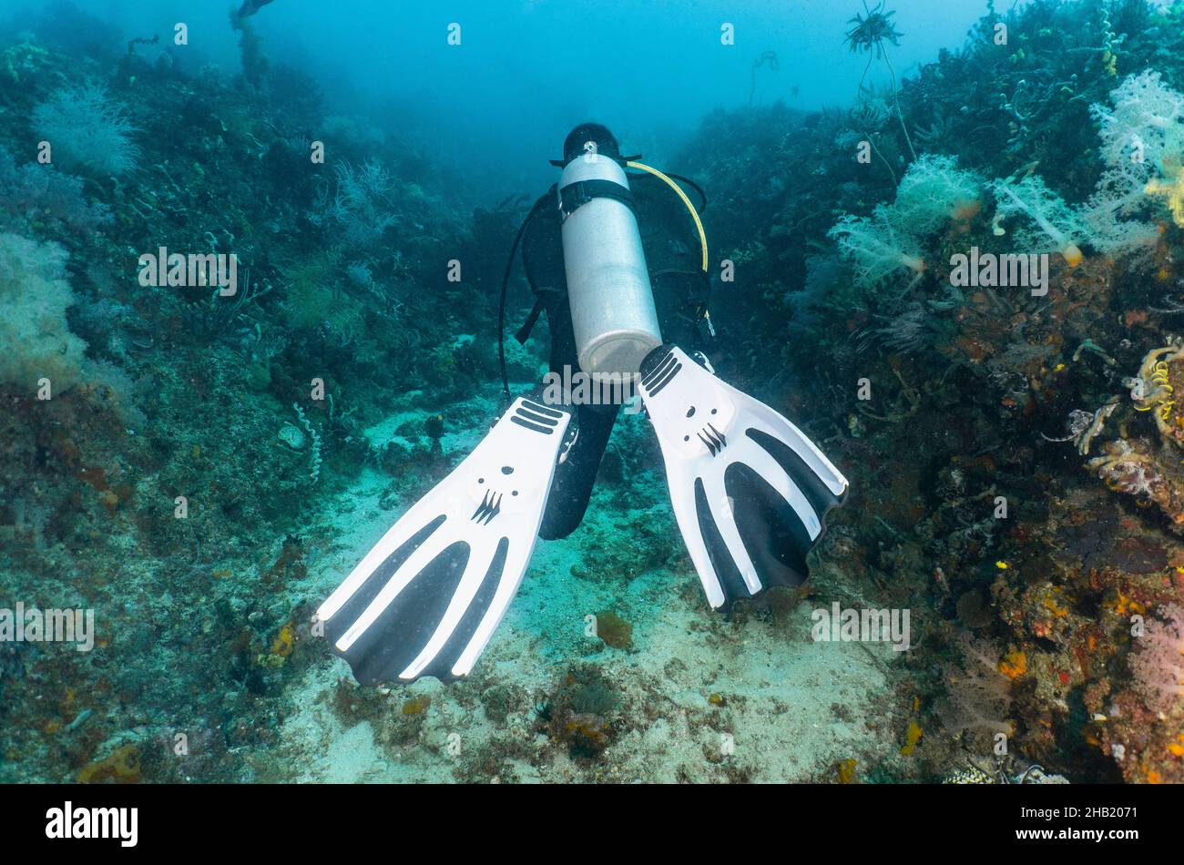 scuba diver exploring the tropical waters around Komodo Stock Photo - Alamy