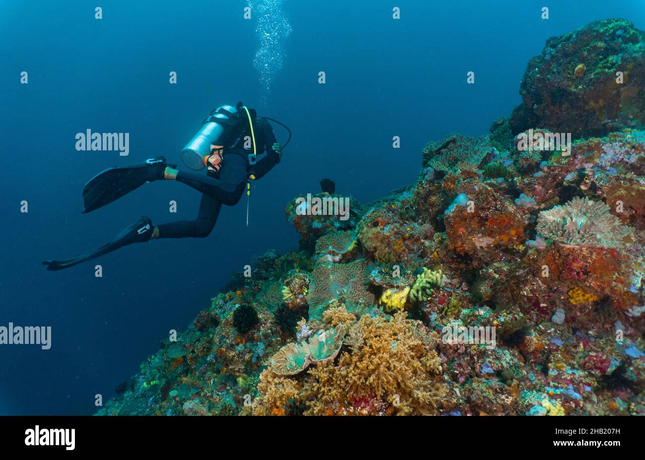 scuba diver exploring the tropical waters around Komodo Stock Photo - Alamy