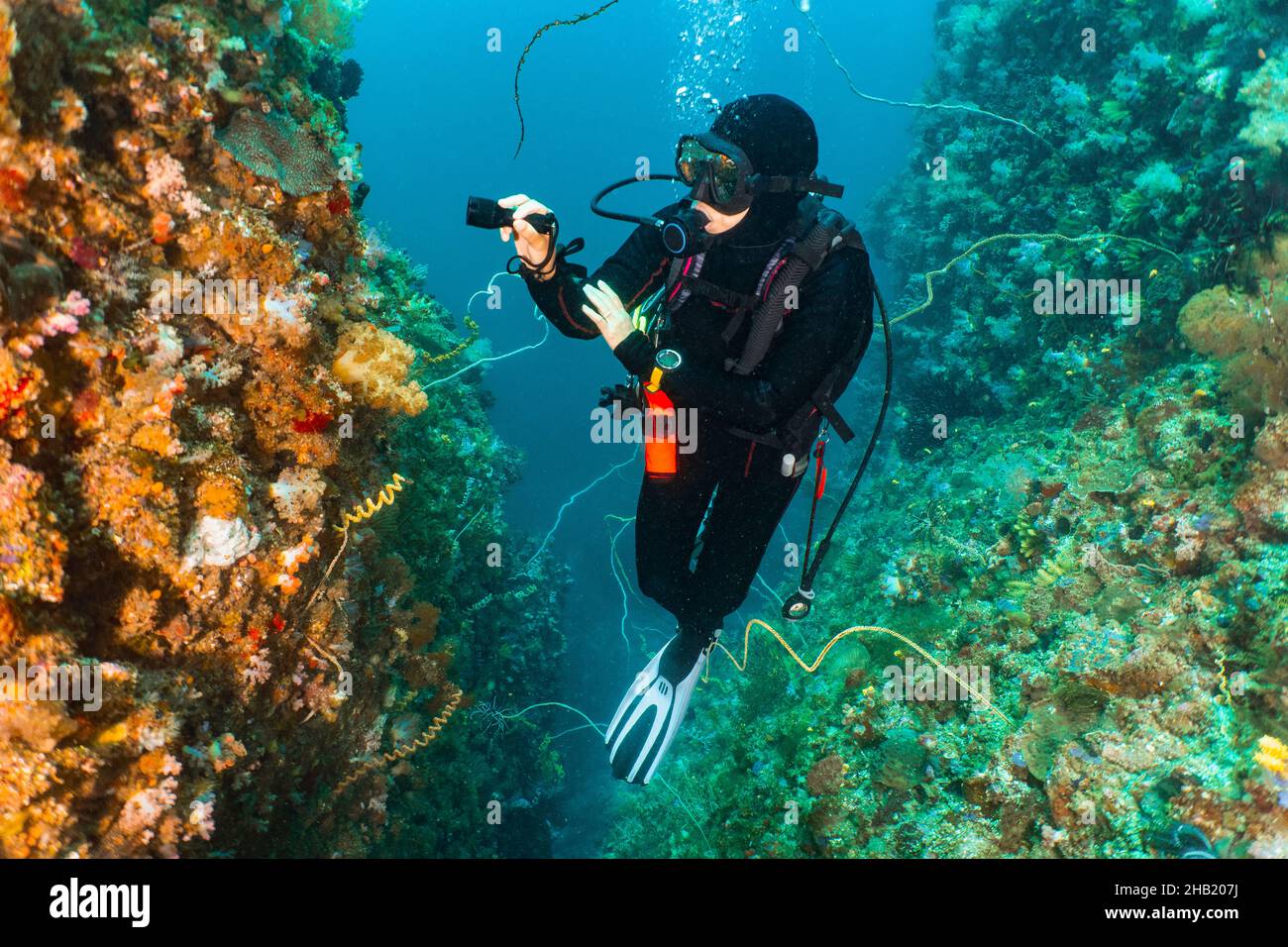 scuba diver exploring the tropical waters around Komodo Stock Photo - Alamy