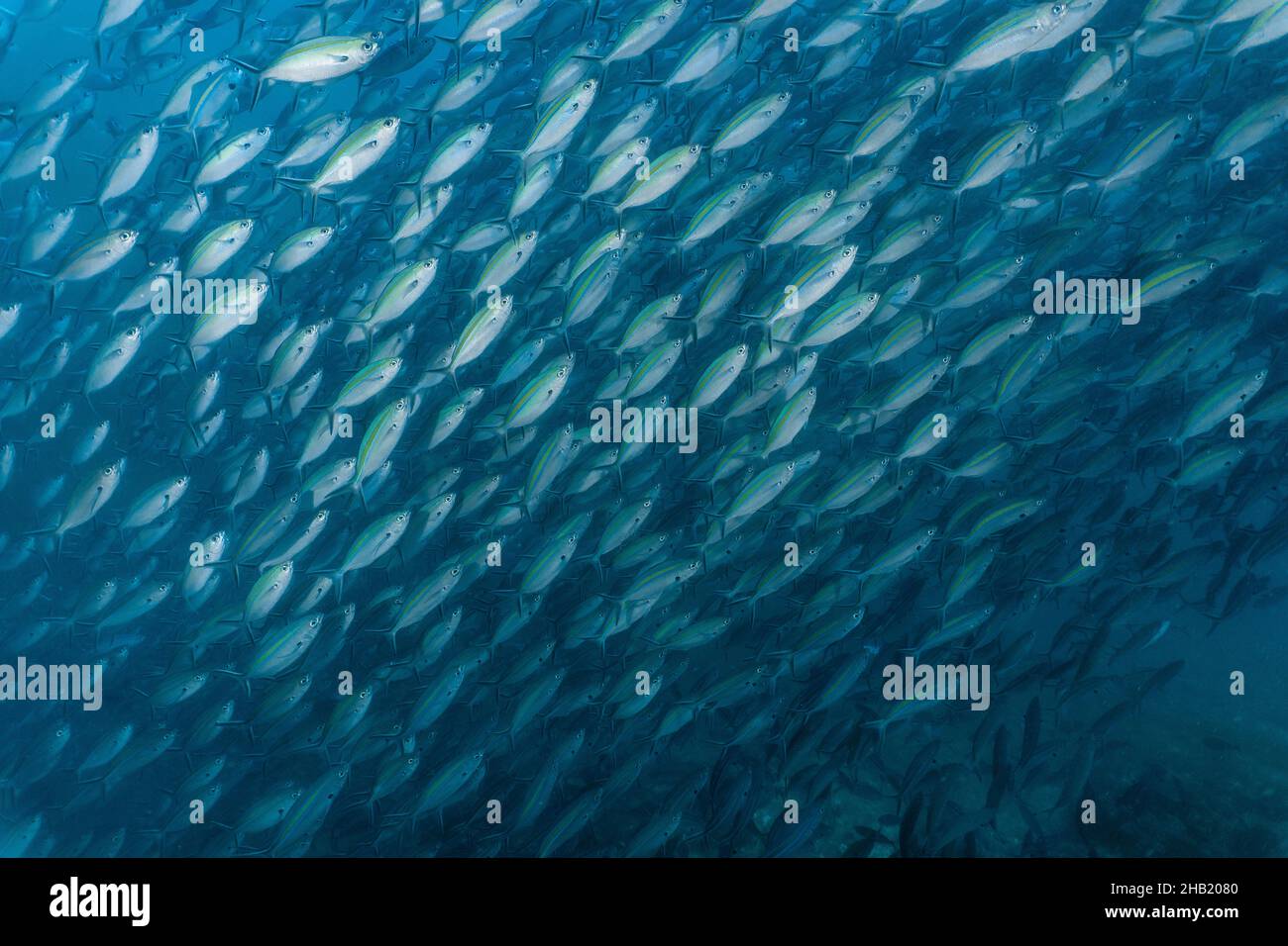 A shoal of fusilier fish at Komodo Island Stock Photo - Alamy