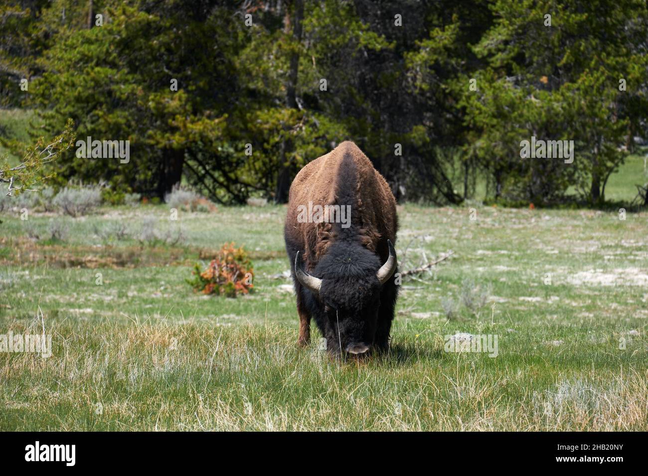 Bison grass hi-res stock photography and images - Alamy