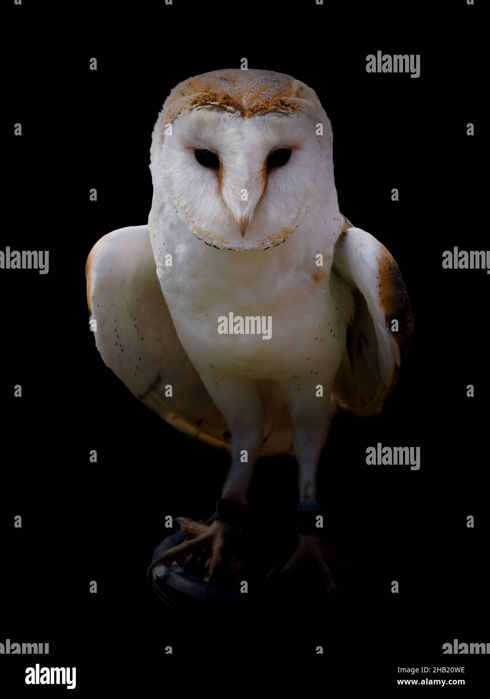 Western barn owl hi-res stock photography and images - Alamy