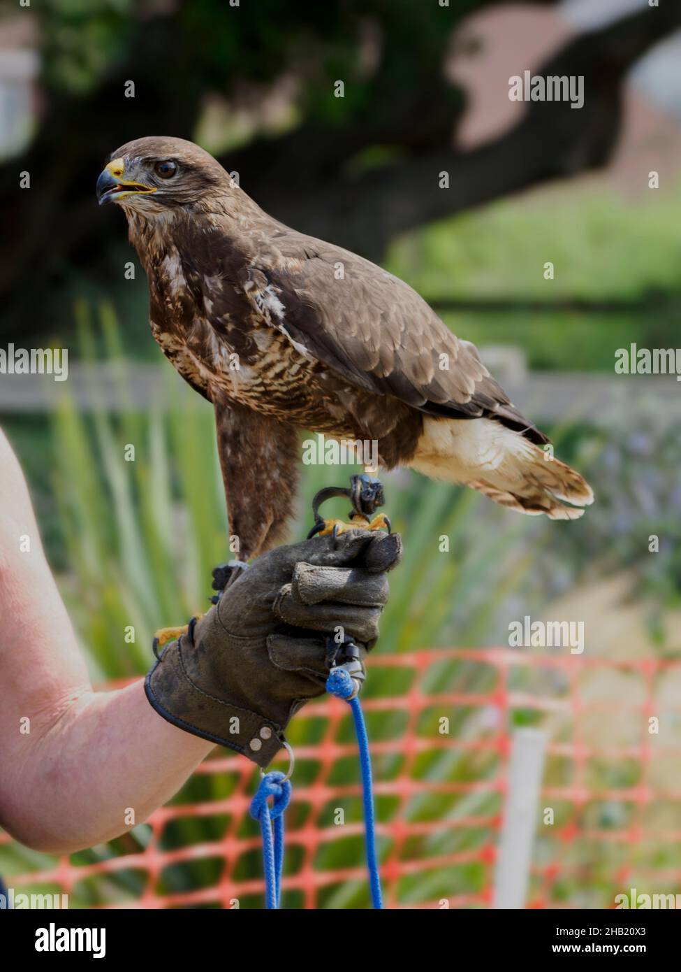 Common Buzzard, Buteo buteo, UK Stock Photo - Alamy