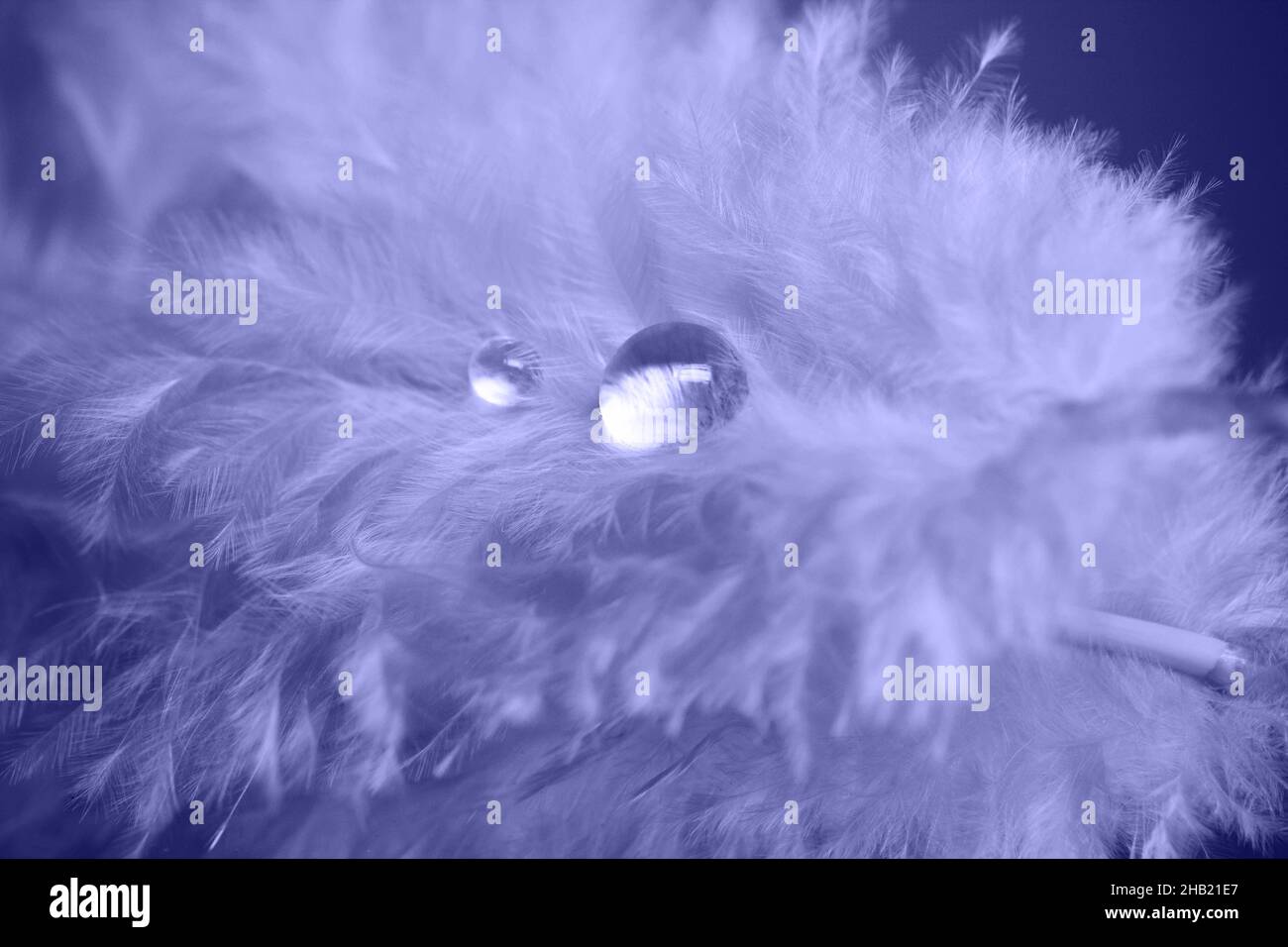 Beautiful fluffy violet feather with shiny water droplets. Color of the ...