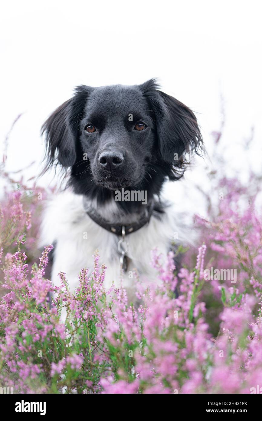 A Stabyhoun or Frisian Pointing Dog sitting in a heather field in bloom ...