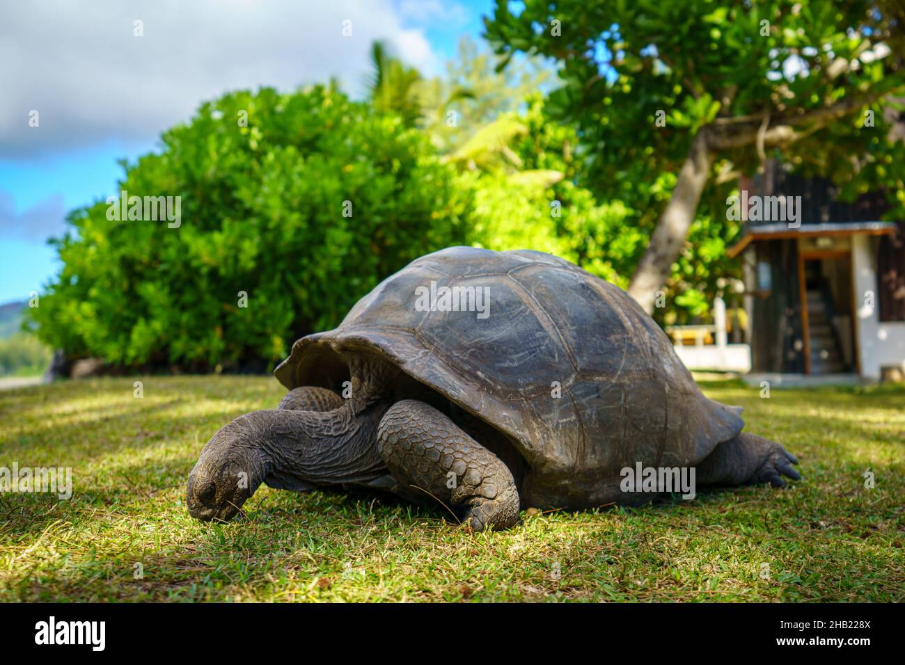 beautiful giant tortoise on curieuse island on the seychelles Stock ...